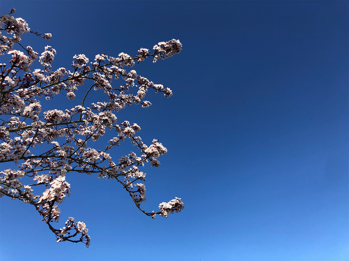 The Spring Circle - Risk full aliveness in the world... - James A. Pearson